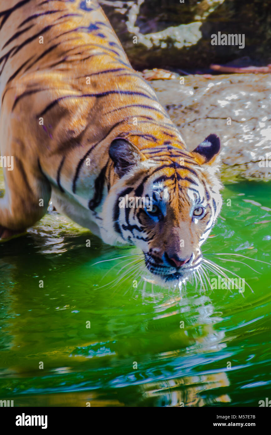 Indochinese tiger (Panthera tigris tigris), a tiger population that ...