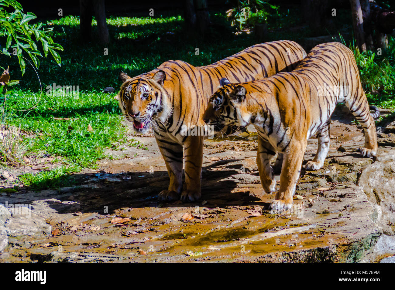 Indochinese tiger (Panthera tigris tigris), a tiger population that ...