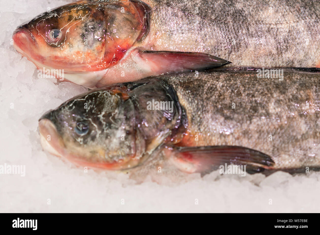 Fresh fish on ice in supermarket. Healthy and healthy food Stock Photo ...