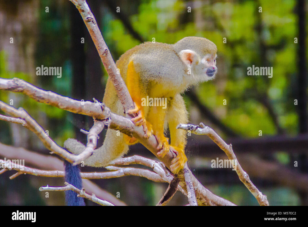 Squirrel monkey, or Saimiri Sciurea, a small New World monkey of the ...