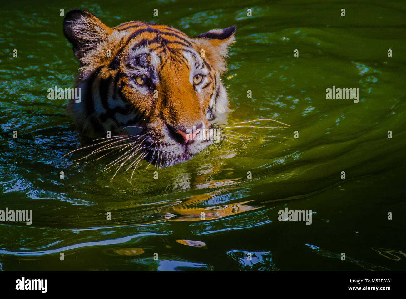 Indochinese tiger (Panthera tigris tigris), a tiger population that ...