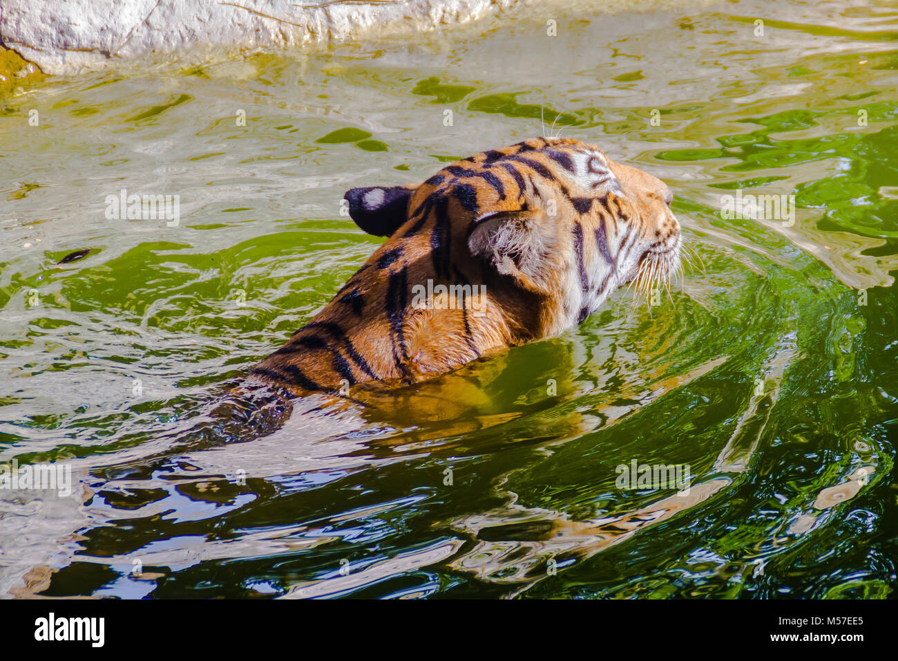 Indochinese tiger (Panthera tigris tigris), a tiger population that ...