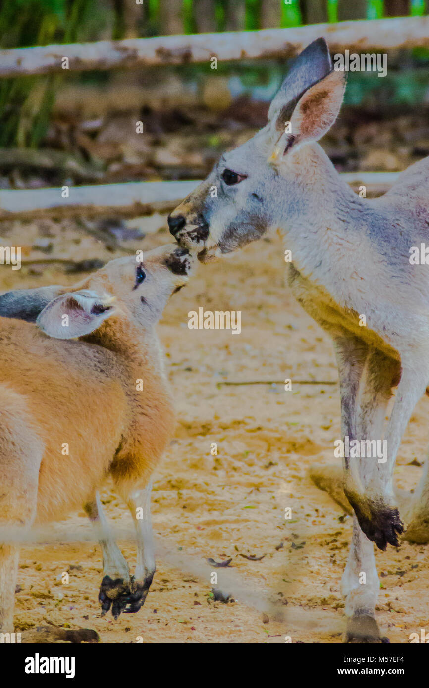 Kangaroo marsupial from the family Macropodidae mammal animal at the ...