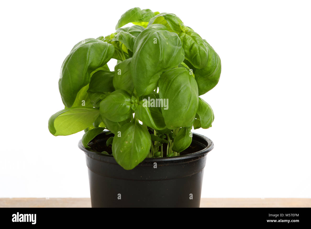 basil in a pot Stock Photo - Alamy