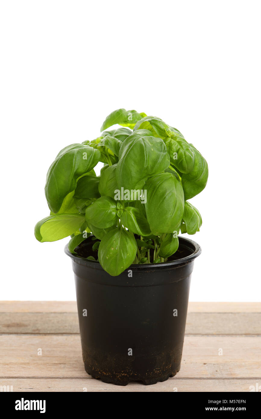 basil in a pot Stock Photo - Alamy