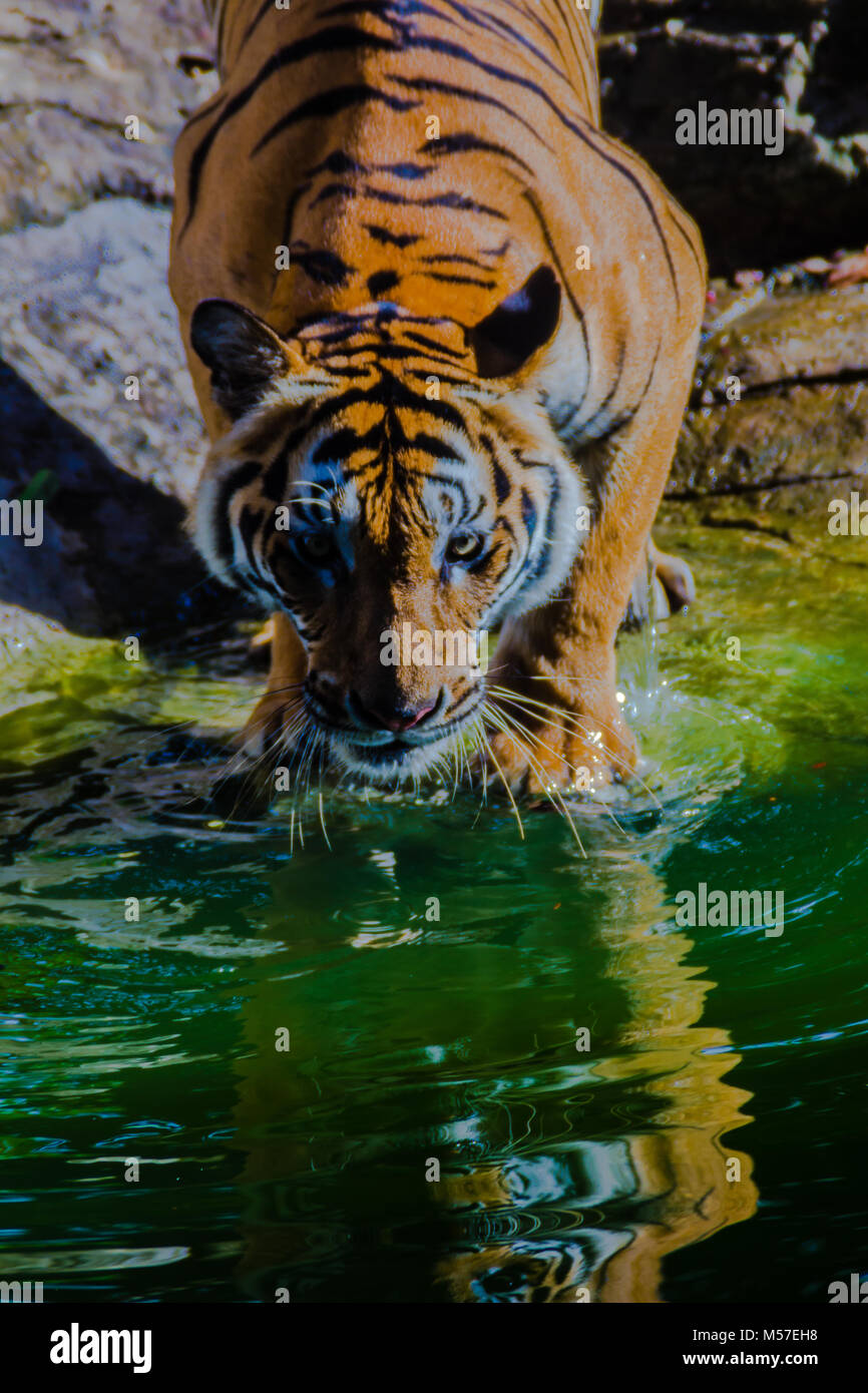 Indochinese tiger (Panthera tigris tigris), a tiger population that ...