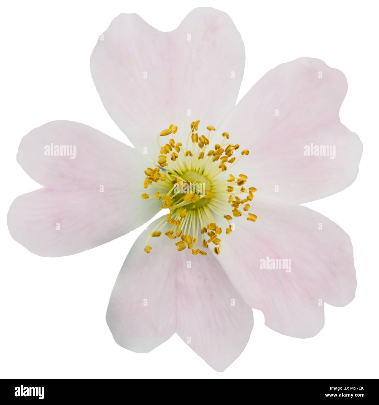 Photography of wild flower Cut Out Stock Images & Pictures - Alamy