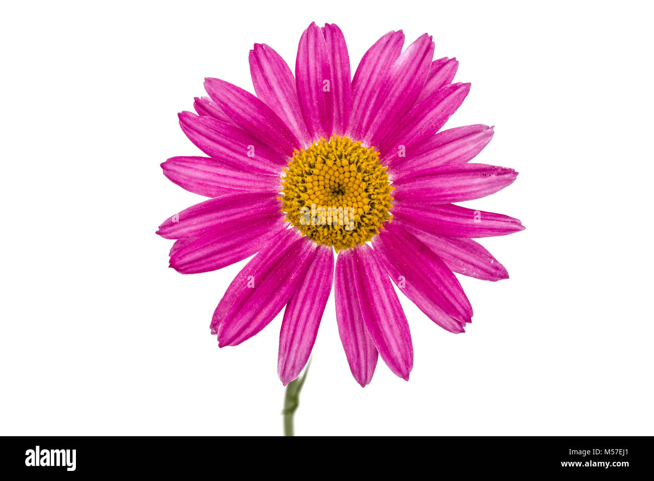 Flower of pyrethrum, isolated on white background Stock Photo - Alamy