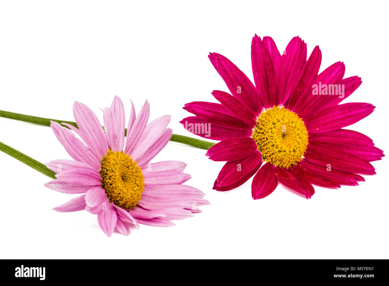 Flowers of pyrethrum, isolated on white background Stock Photo - Alamy