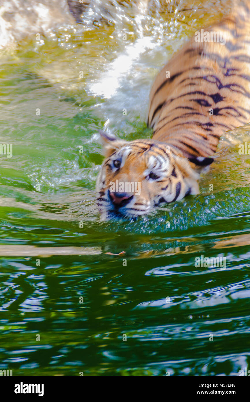Indochinese tiger (Panthera tigris tigris), a tiger population that ...