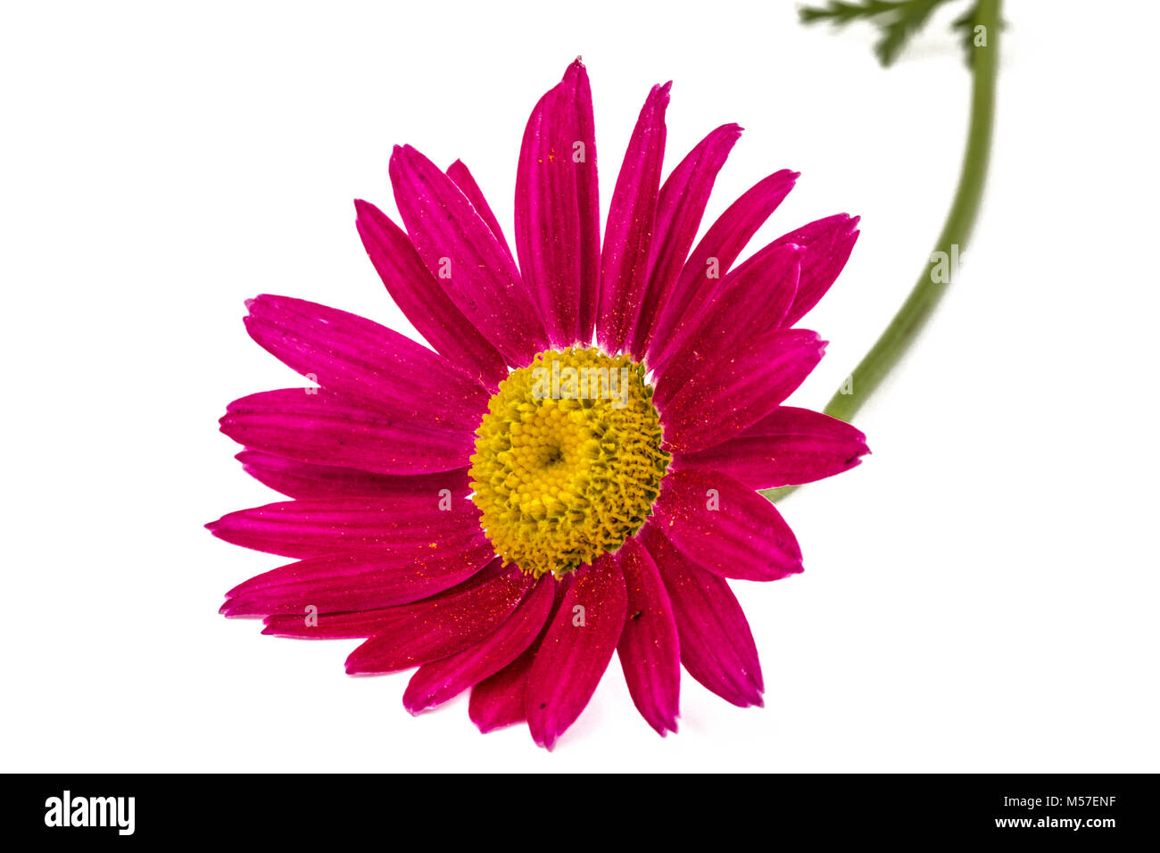 Flower of pyrethrum, isolated on white background Stock Photo - Alamy