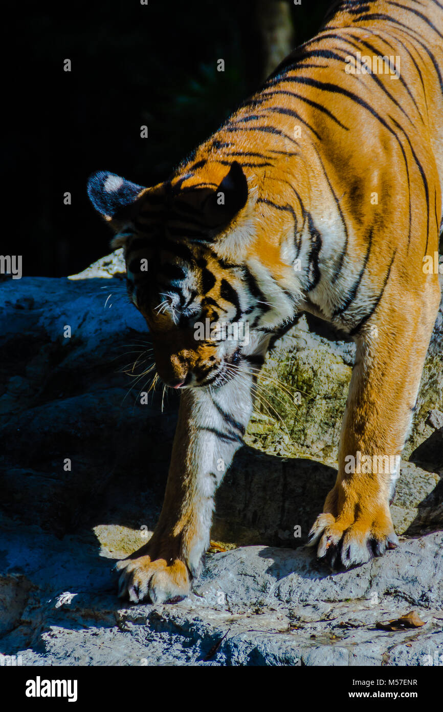 Indochinese tiger (Panthera tigris tigris), a tiger population that ...