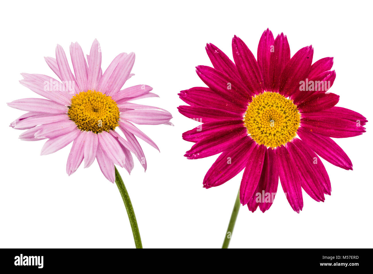 Flowers of pyrethrum, isolated on white background Stock Photo - Alamy