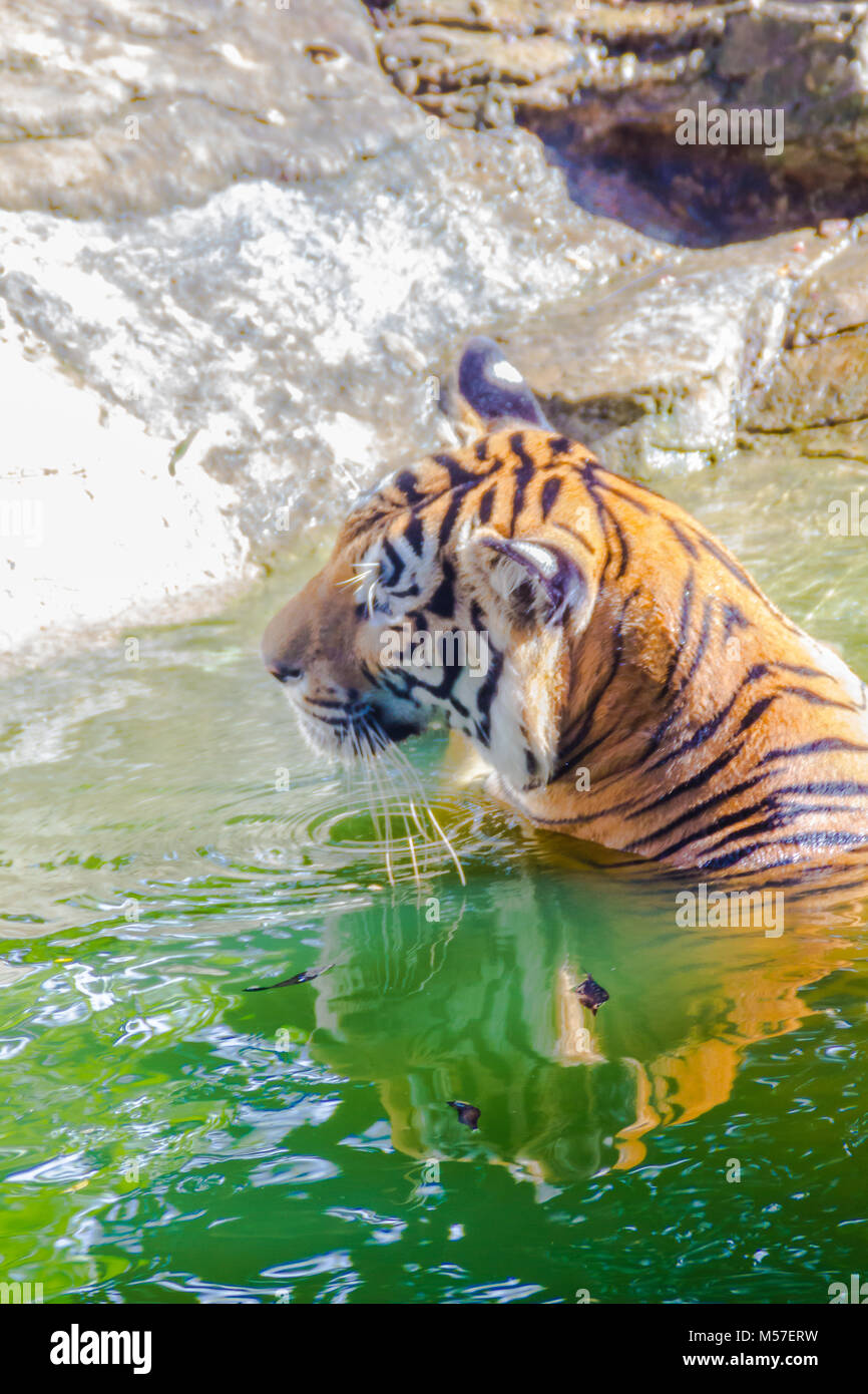 Indochinese tiger (Panthera tigris tigris), a tiger population that ...