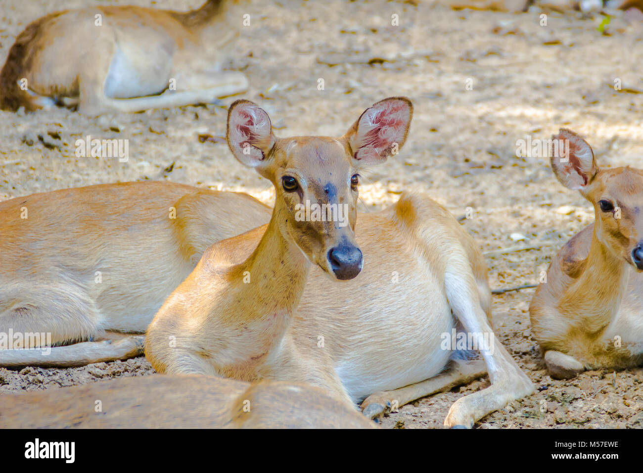 Cervus eldi, or Siamese Eld's deer in the national nature park Stock ...