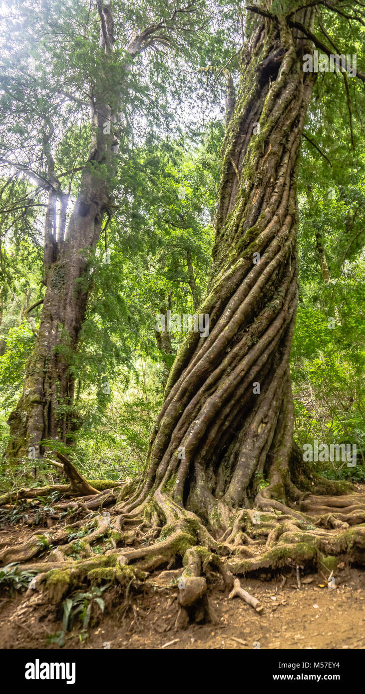 Plants freshing hi-res stock photography and images - Alamy