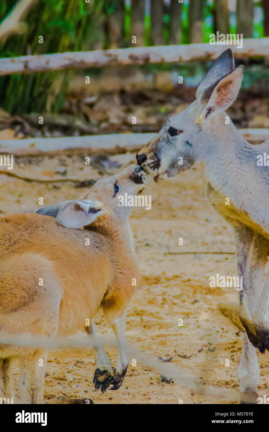 Kangaroo marsupial from the family Macropodidae mammal animal at the ...
