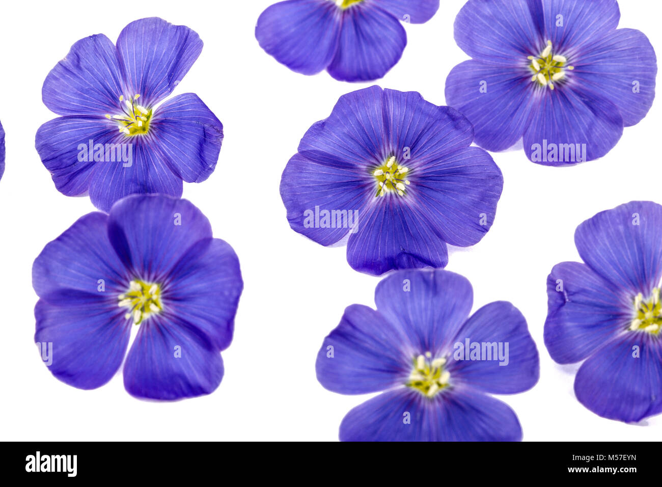 Blue flowers of flax, isolated on white background Stock Photo - Alamy