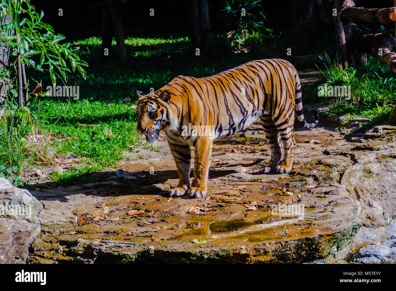 Myanmar jungle tiger hi-res stock photography and images - Alamy