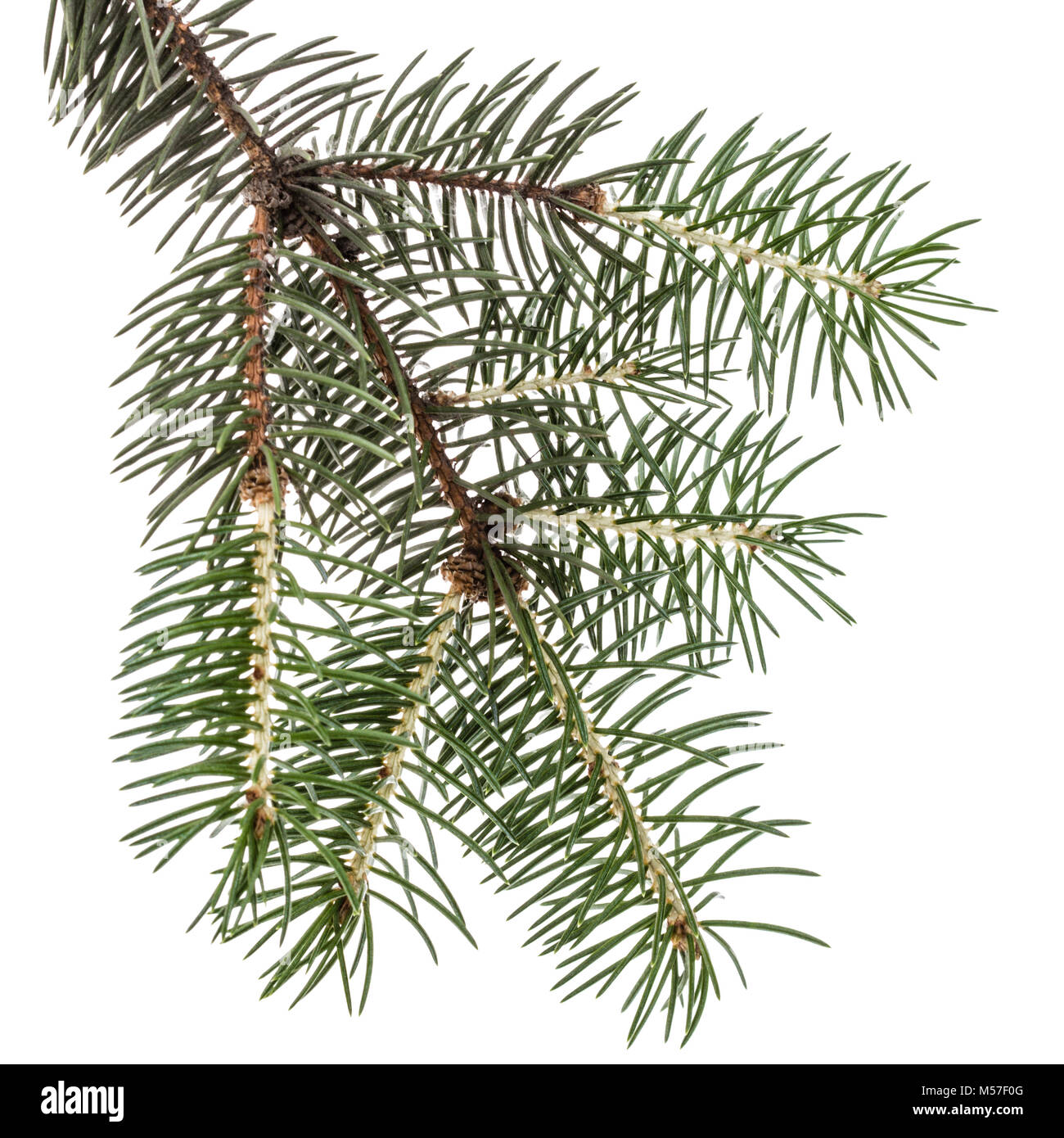 Spruce branch, isolated on white background Stock Photo - Alamy