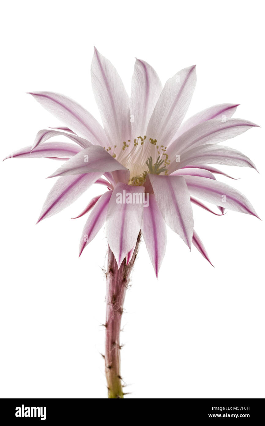 Beautiful soft pink cactus flower, isolated on white background Stock ...