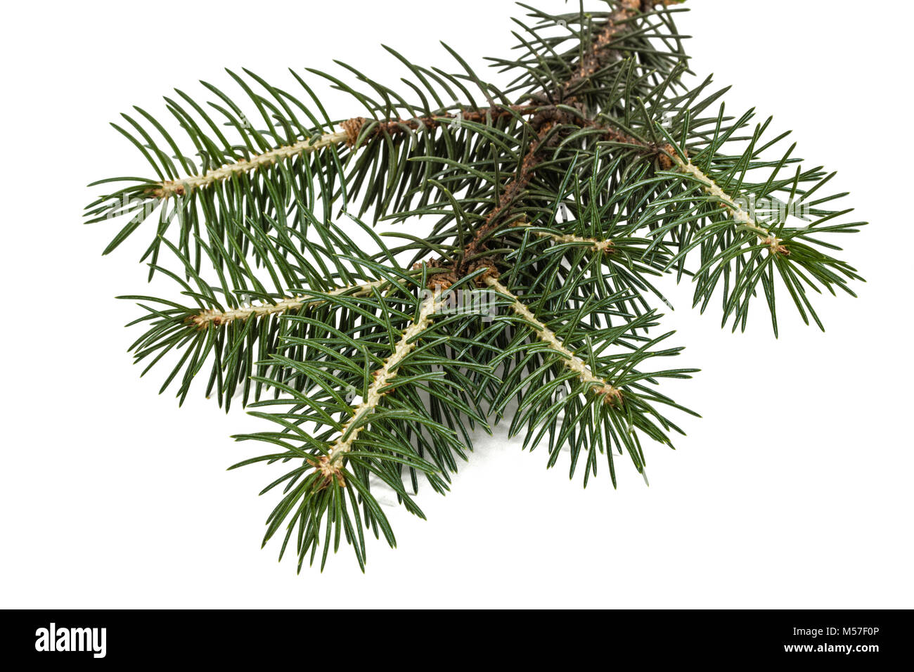 Spruce tree branches snow Cut Out Stock Images & Pictures - Alamy