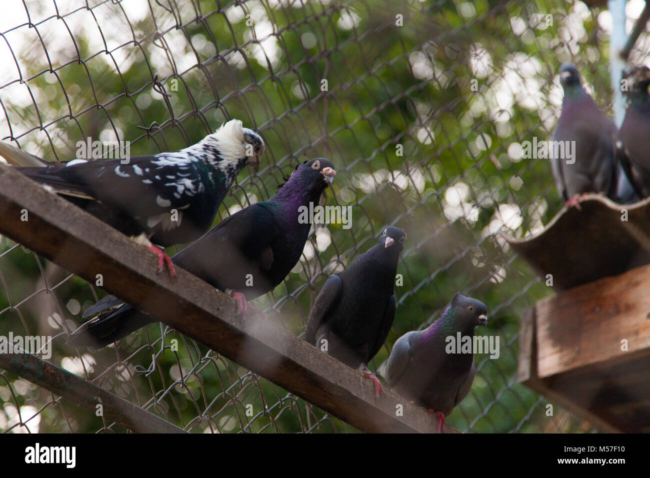 Pigeons perched in line on the fence.Pigeons background Stock Photo - Alamy