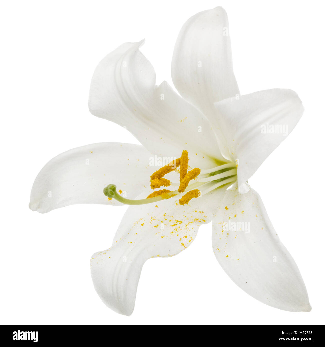 Flower of white lily, isolated on white background Stock Photo - Alamy