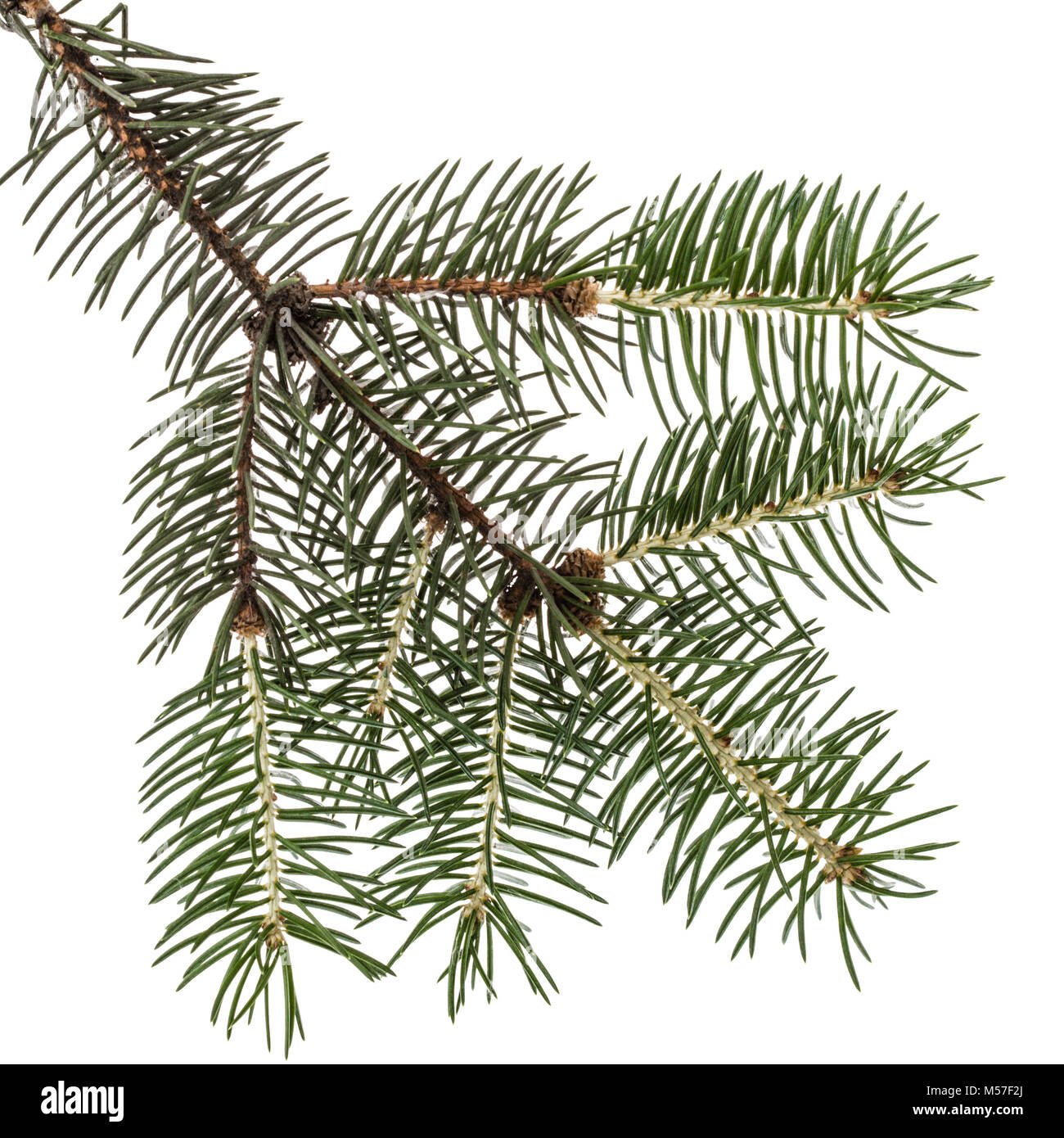Spruce branch, isolated on white background Stock Photo - Alamy