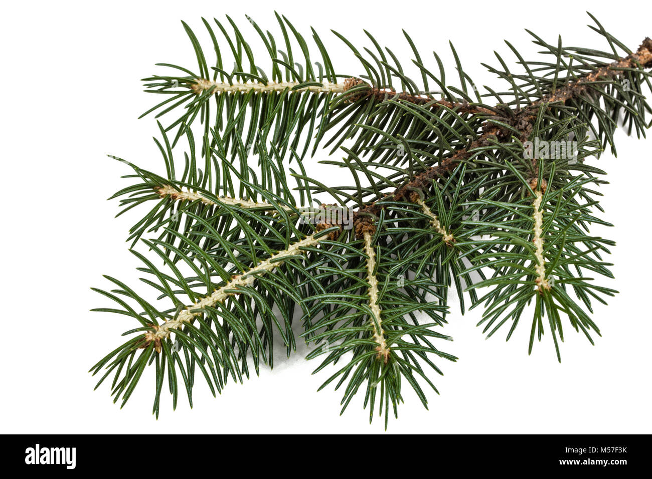 Spruce branch, isolated on white background Stock Photo - Alamy