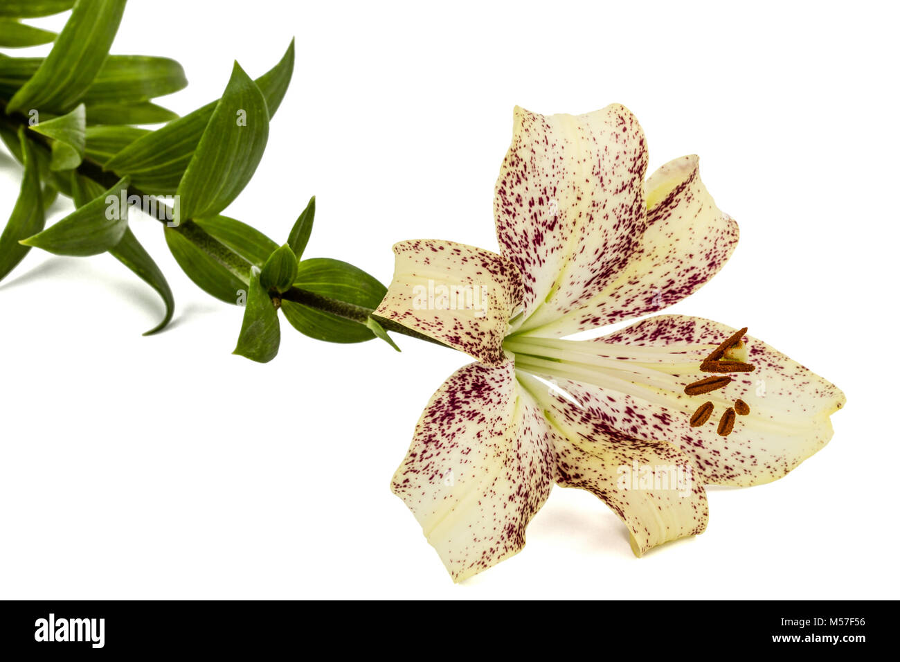 Big flower of brindle lily, isolated on white background Stock Photo ...