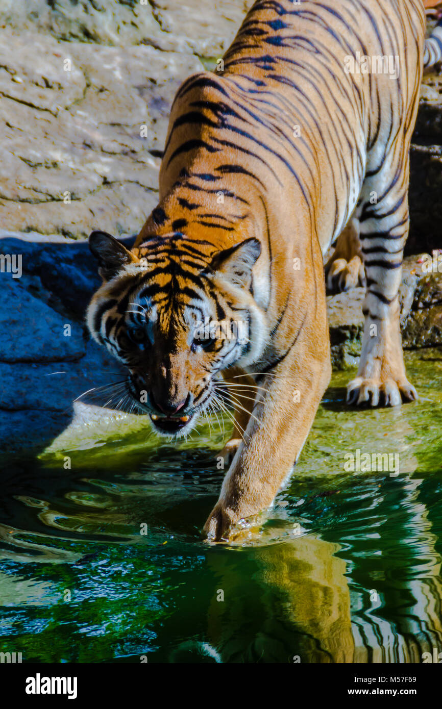 Indochinese tiger (Panthera tigris tigris), a tiger population that ...
