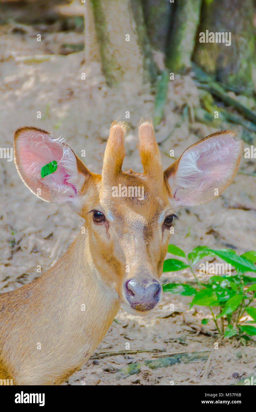 Cervus eldi siamensis hi-res stock photography and images - Alamy