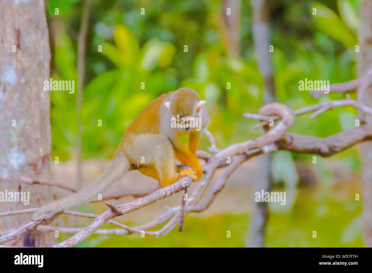 Squirrel monkey, or Saimiri Sciurea, a small New World monkey of the ...