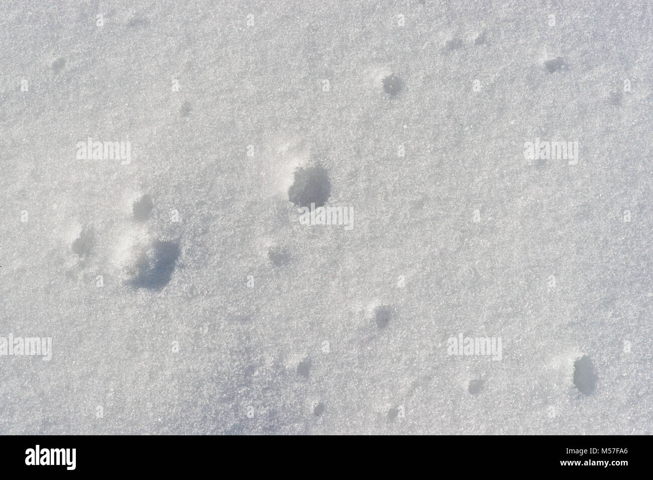 Texture of fresh snow of grayish and bluish color to be used as a ...