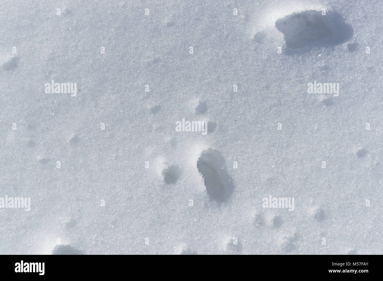 Texture of fresh snow of grayish and bluish color to be used as a ...