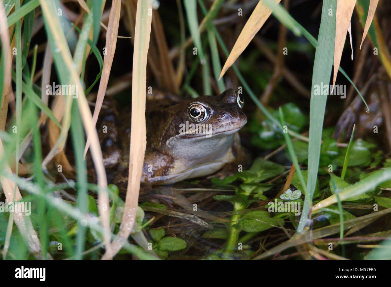 A common frog semi-submerged in a pond sheltering under some grass ...