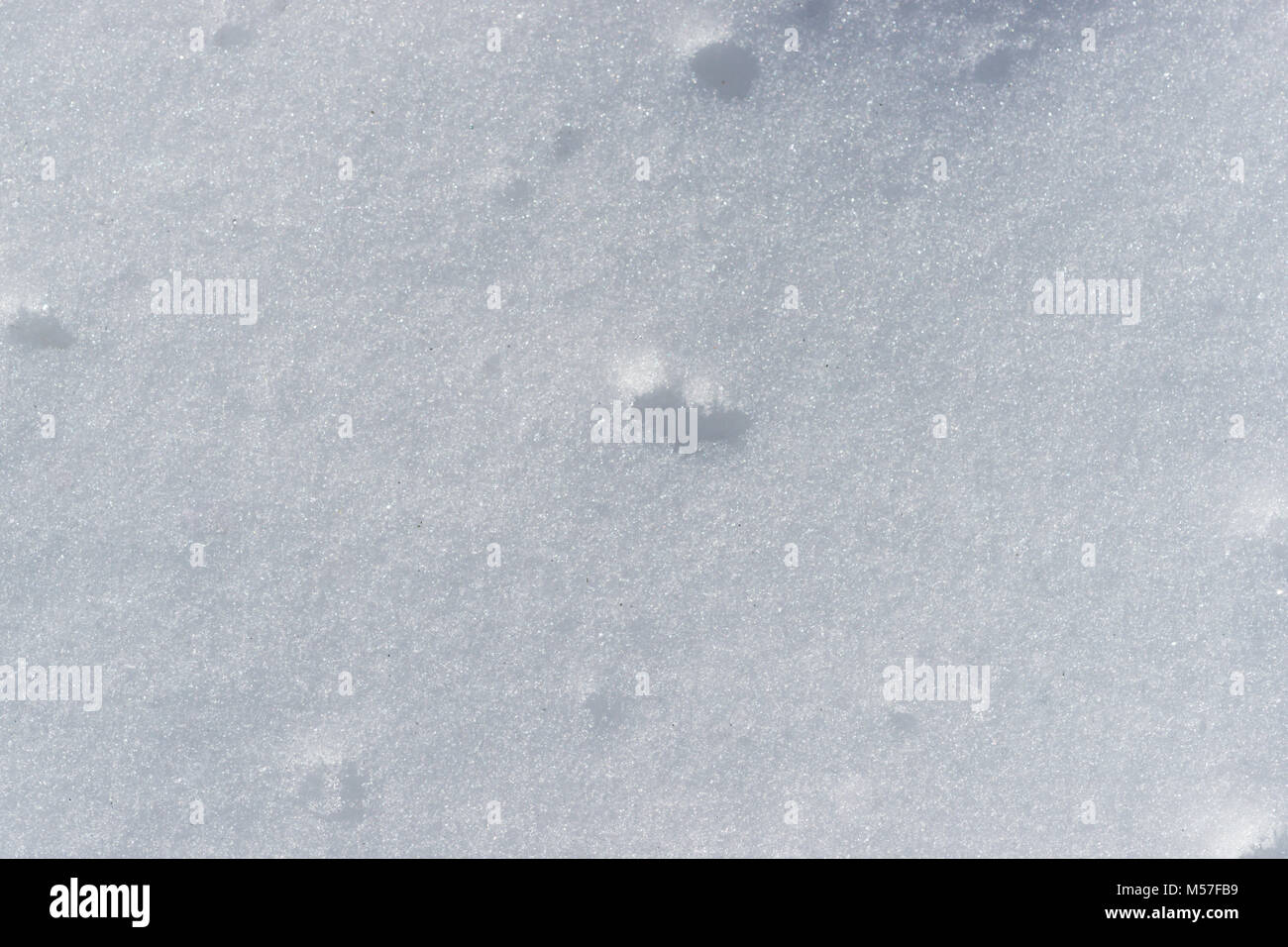 Texture of fresh snow of grayish and bluish color to be used as a ...
