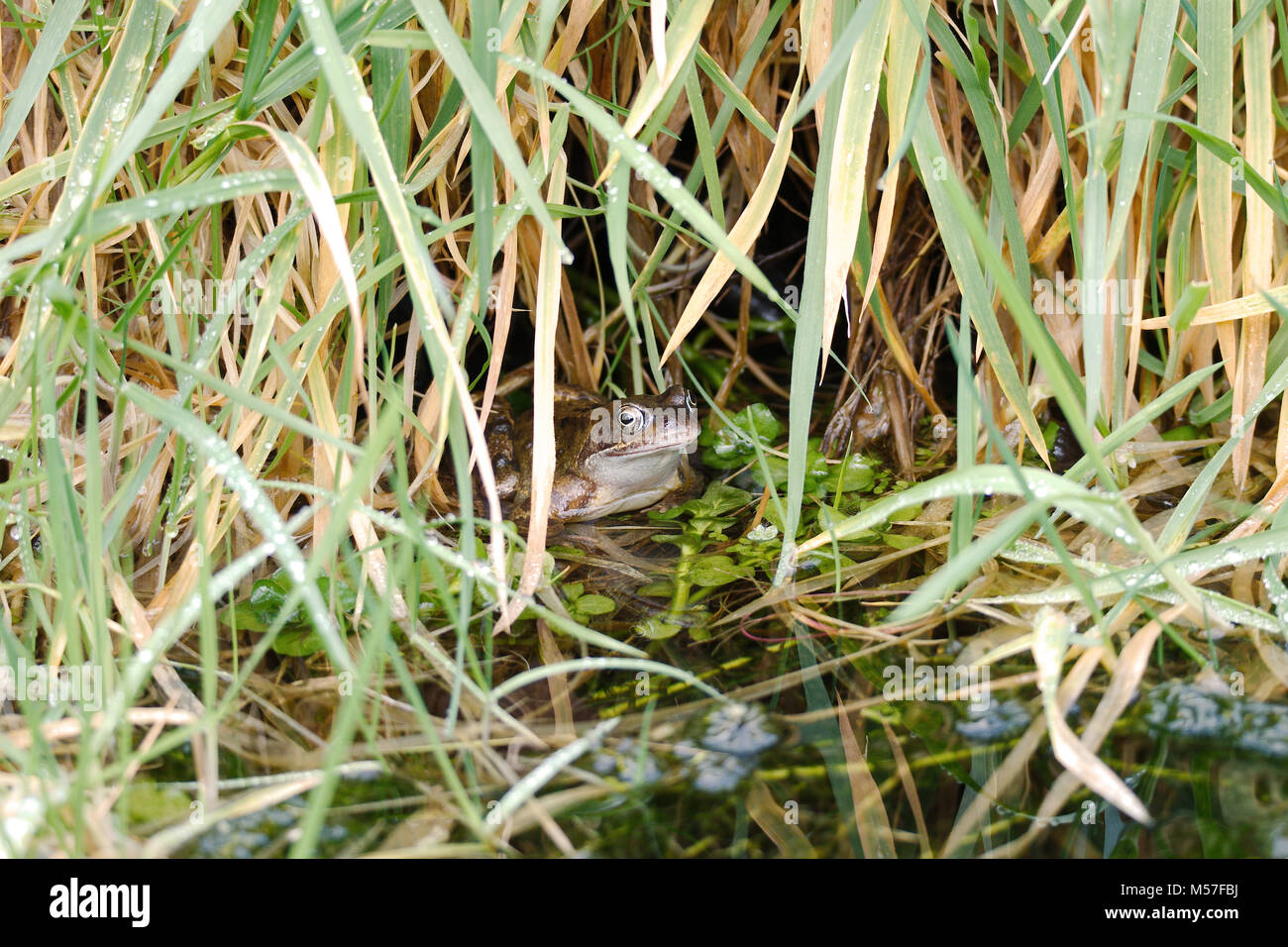 A common frog semi-submerged in a pond sheltering under some grass ...