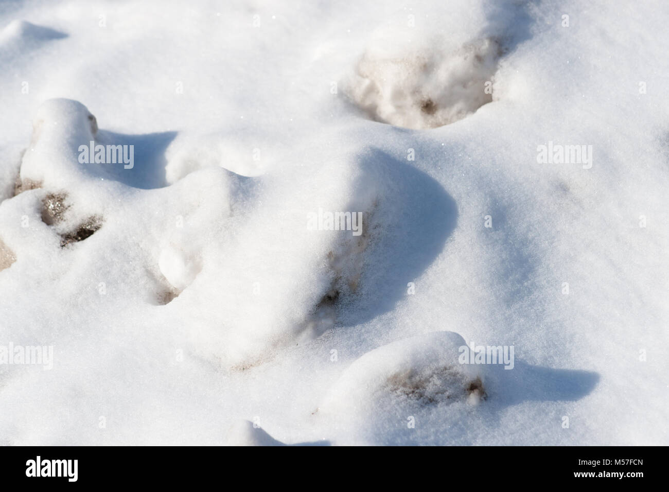 Old and partially melted dirty snowdrifts covered with a layer of pure ...