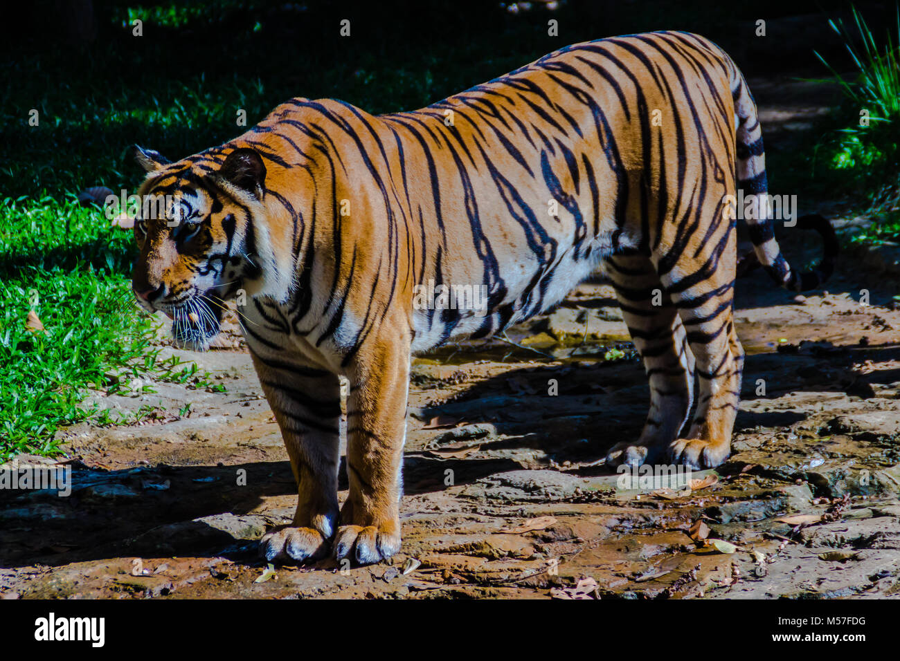Vietnam jungle tiger hi-res stock photography and images - Alamy