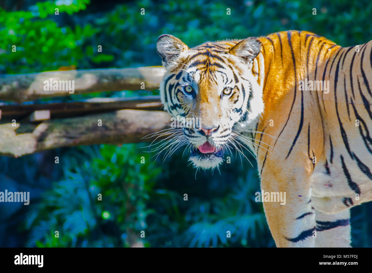 Indochinese tiger (Panthera tigris tigris), a tiger population that ...