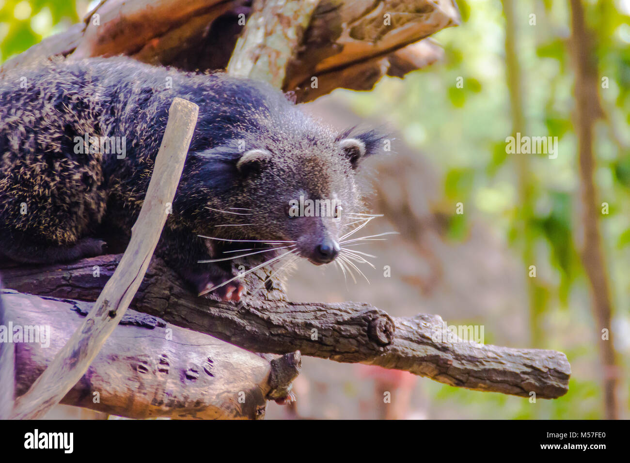 Angry Binturong