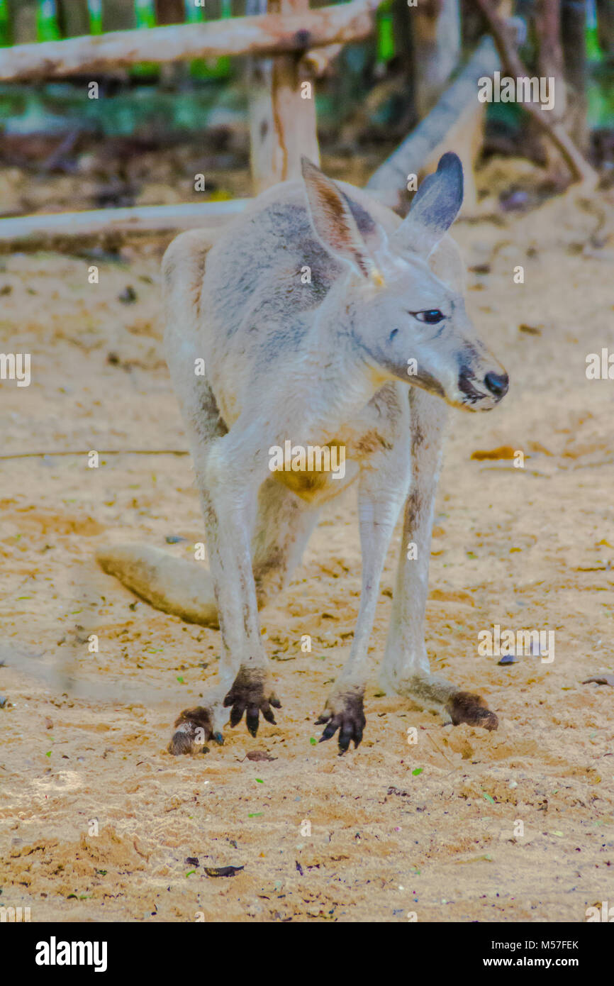 Marsupials are any members of the mammalian infraclass Marsupialia. All ...