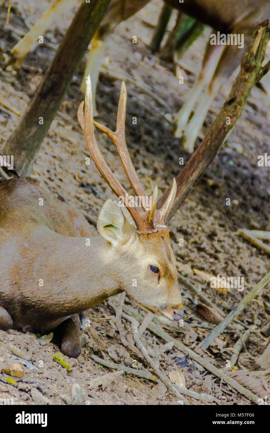 Axis deer pakistan hi-res stock photography and images - Alamy