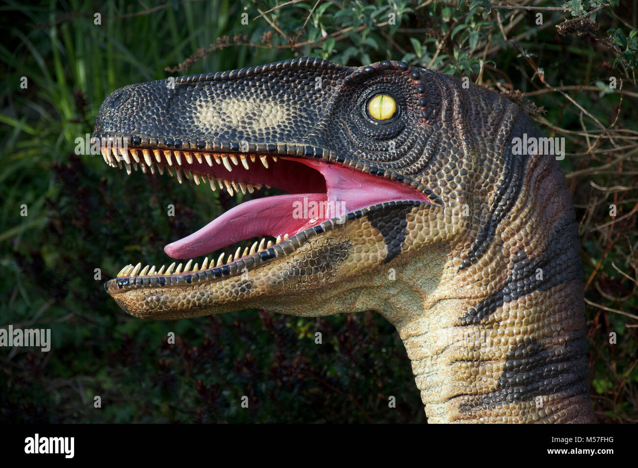 Dinosaur eye close up hi-res stock photography and images - Alamy