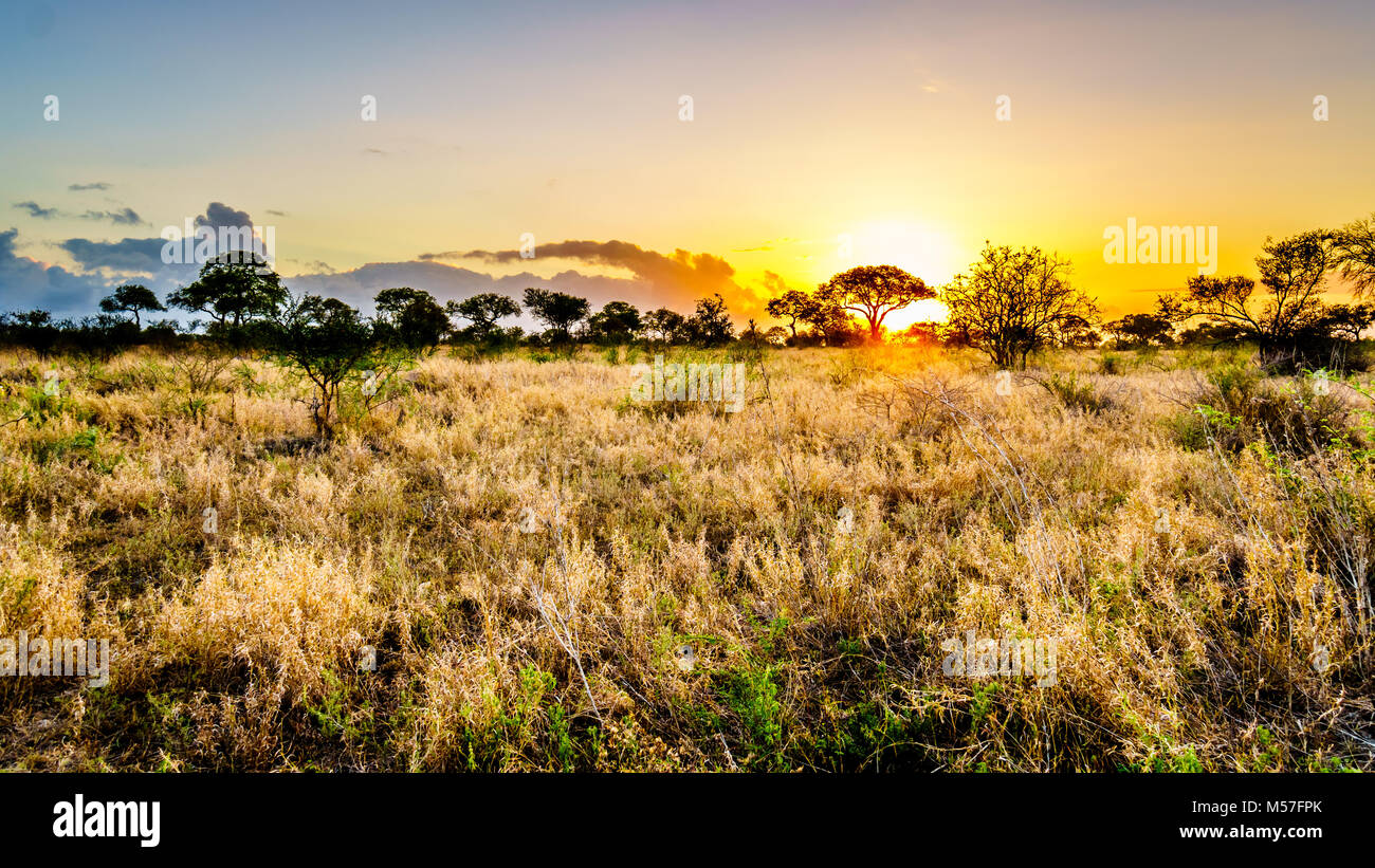 Sunrise over the savanna and grass fields in central Kruger National ...