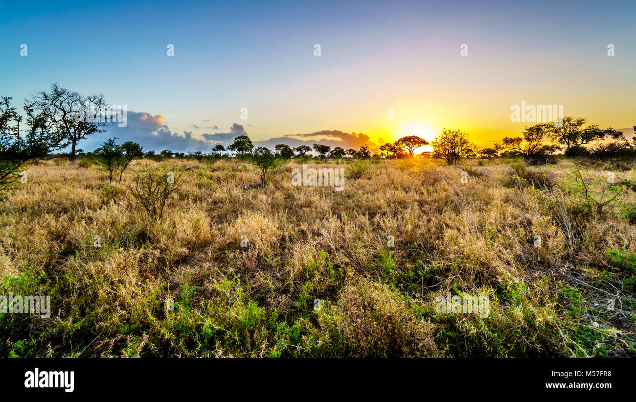 Sunrise over the savanna and grass fields in central Kruger National ...