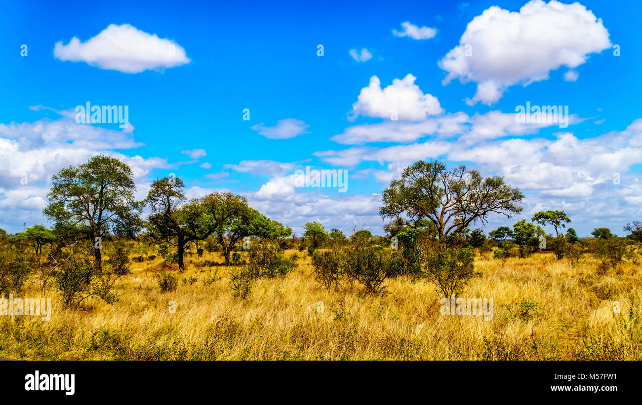 Grassland and Trees in the Savanna landscape in Kruger National Park in ...