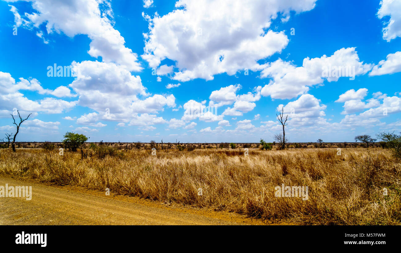 Landscape of the Savanna region in Kruger National Park in South Africa ...
